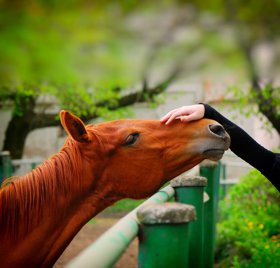 Animal-Assisted Therapies & Pet Friendly Rehabs Near Me