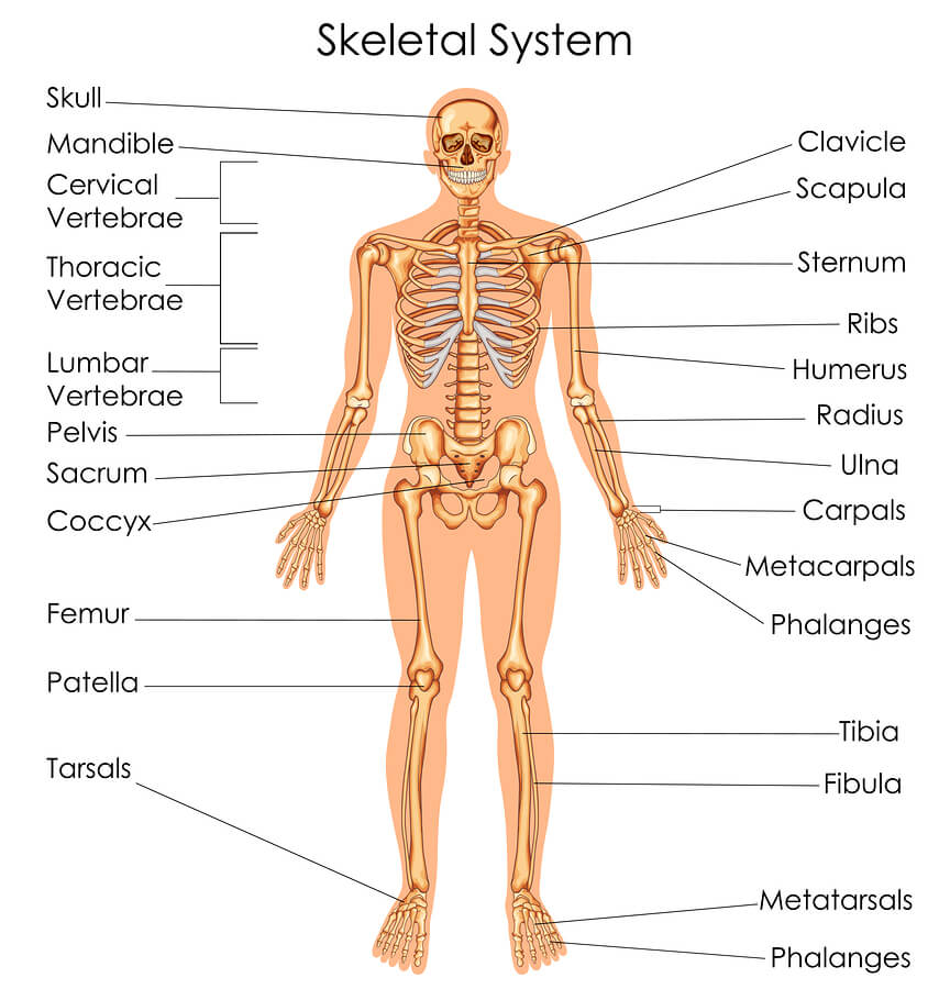 How Drugs Alcohol Affect The Skeletal System
