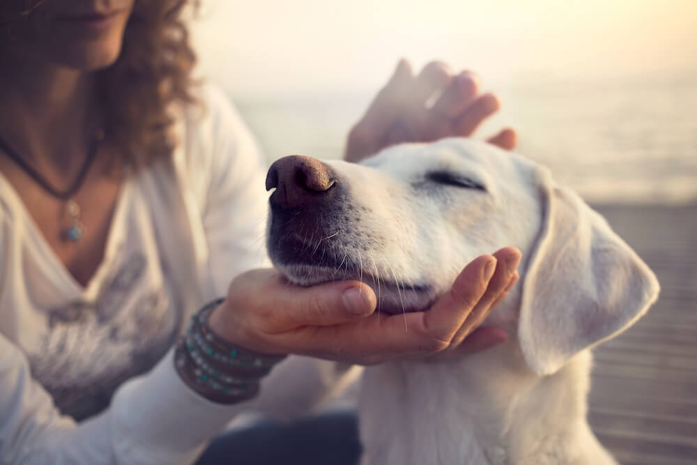 Service Dogs & Emotional Support Dogs in Addiction Treatment